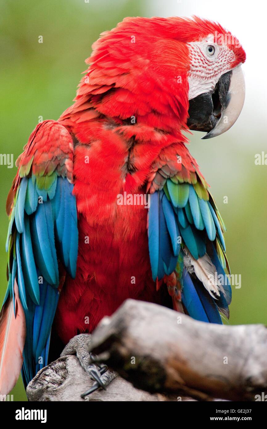 Adult scarlet macaw hi-res stock photography and images - Alamy