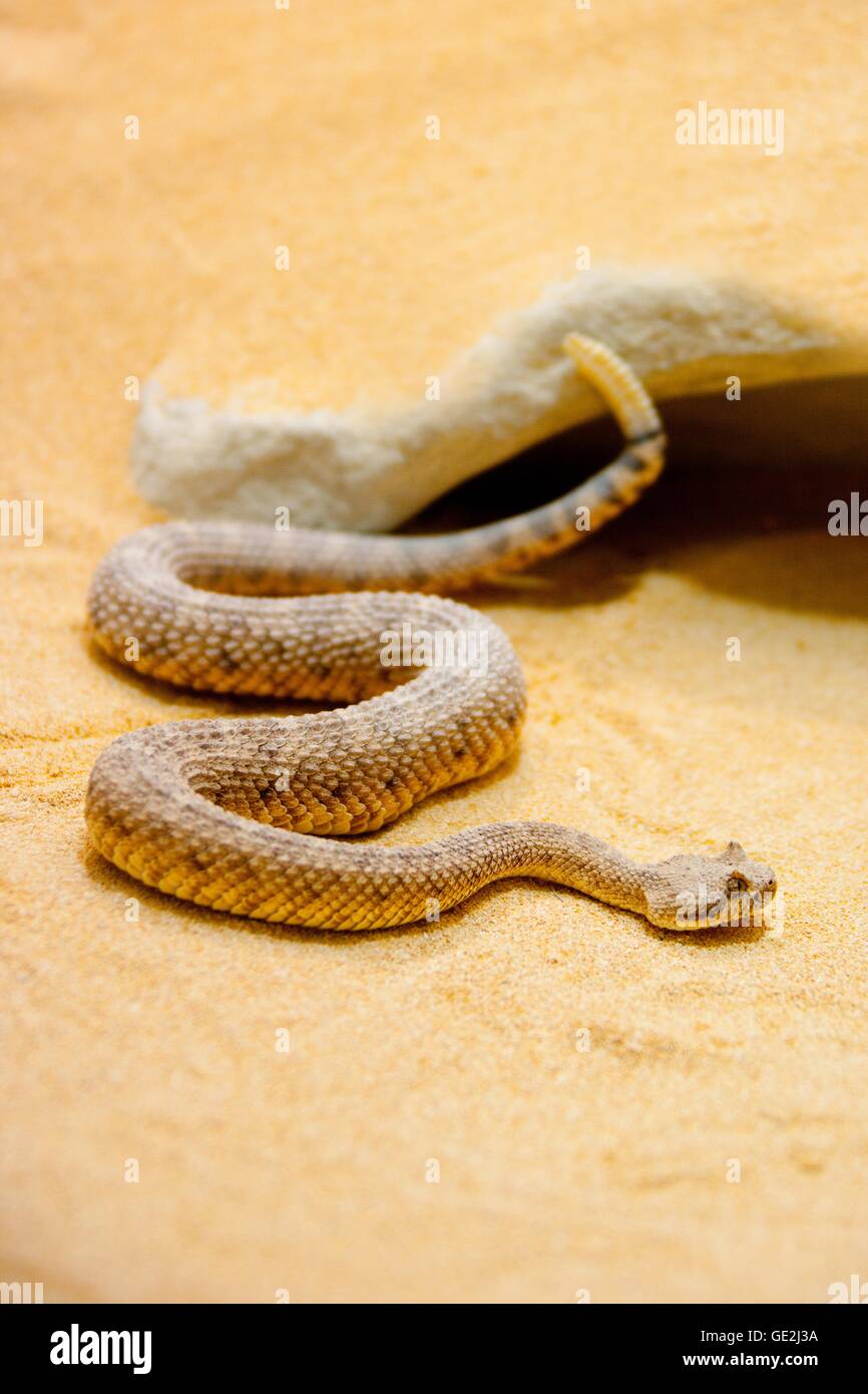 Rattlesnakes hi-res stock photography and images - Alamy