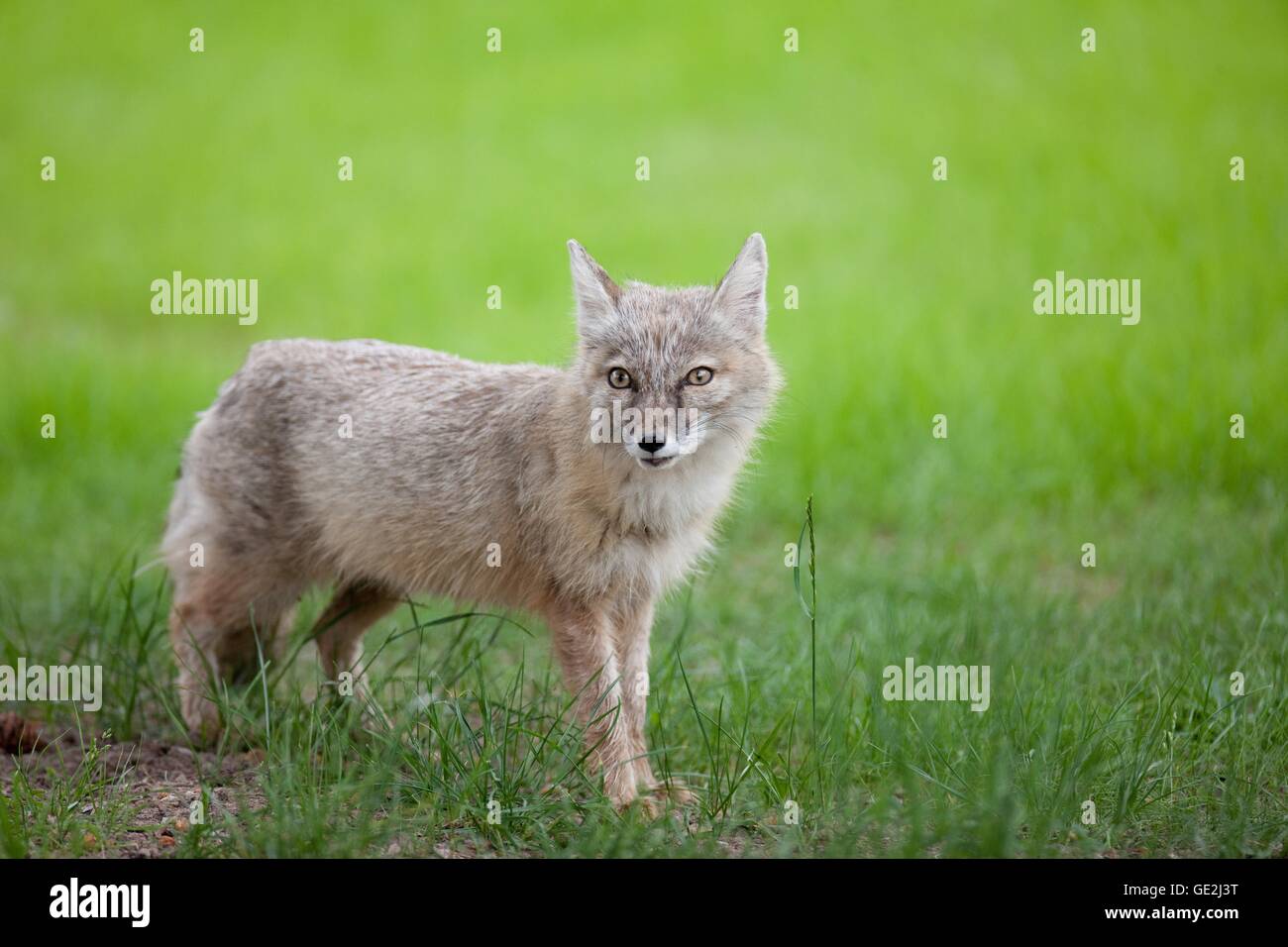 Corsac fox hi-res stock photography and images - Alamy