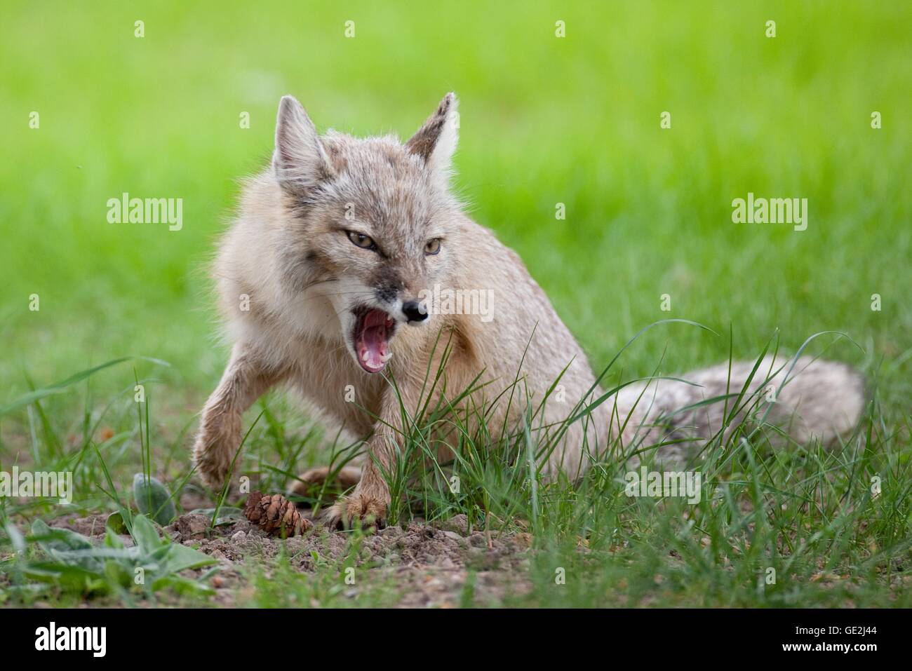 Fox behavior hi-res stock photography and images - Alamy