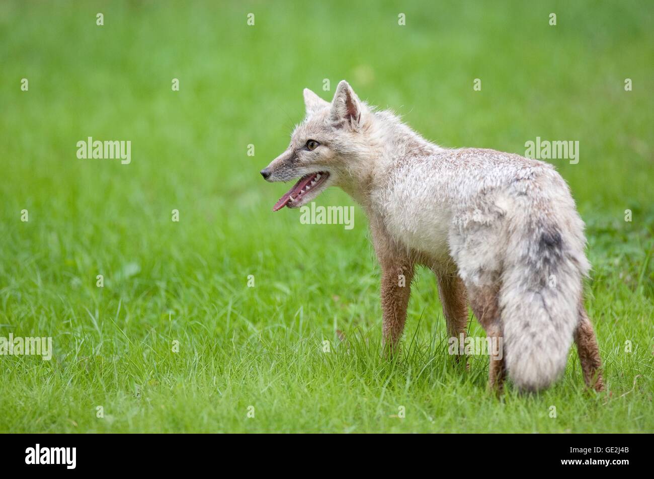 Fox rear view hi-res stock photography and images - Alamy