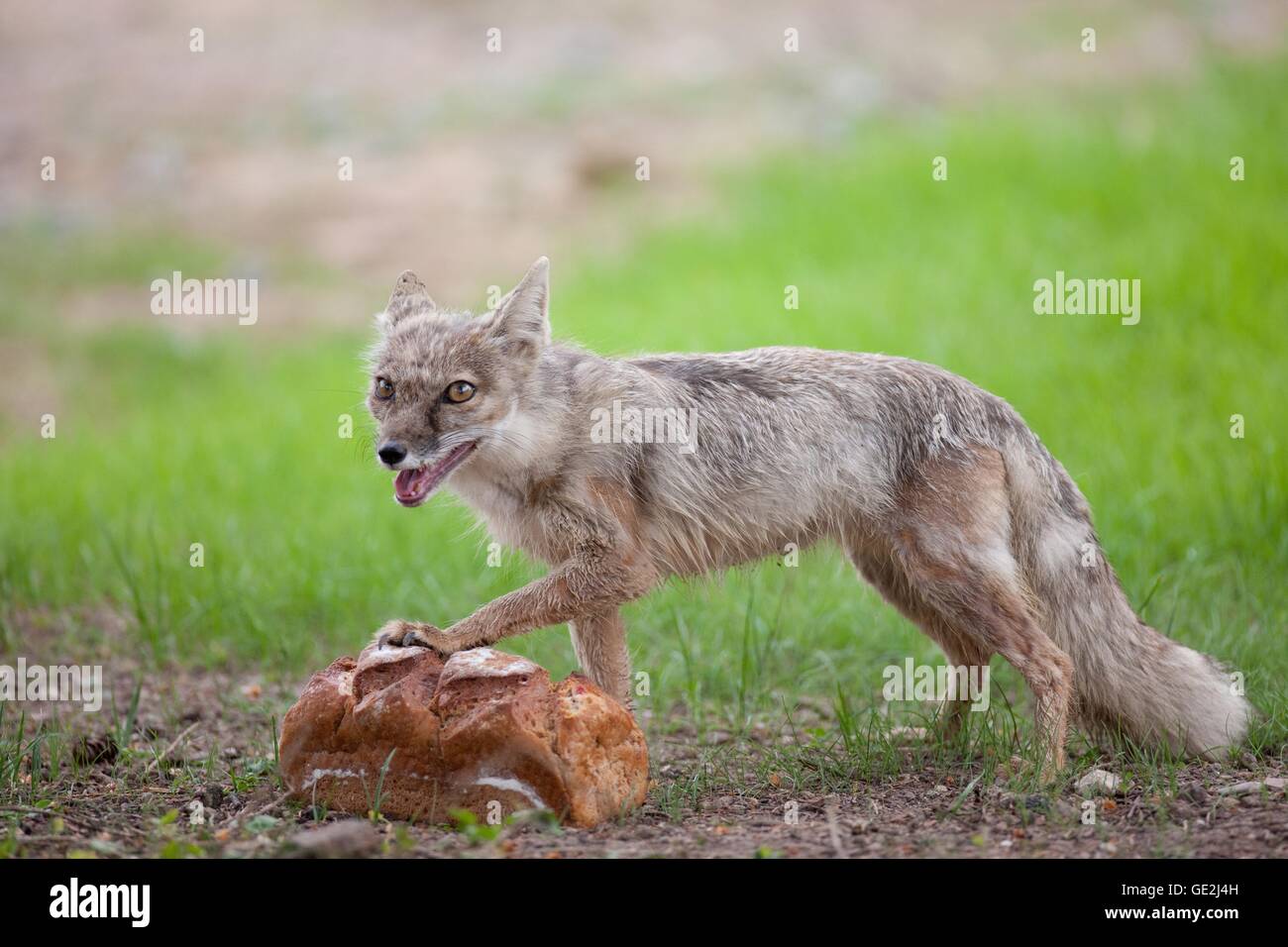 Corsac fox hi-res stock photography and images - Alamy