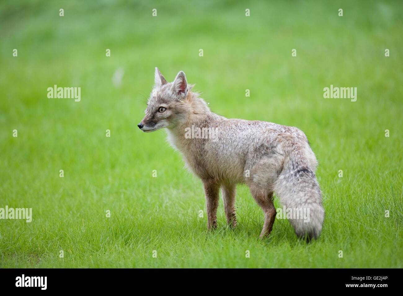 Fox stand hi-res stock photography and images - Alamy