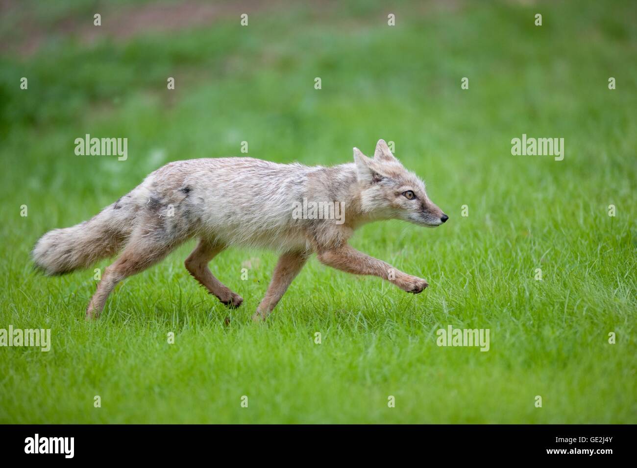 Fox trotting hi-res stock photography and images - Alamy