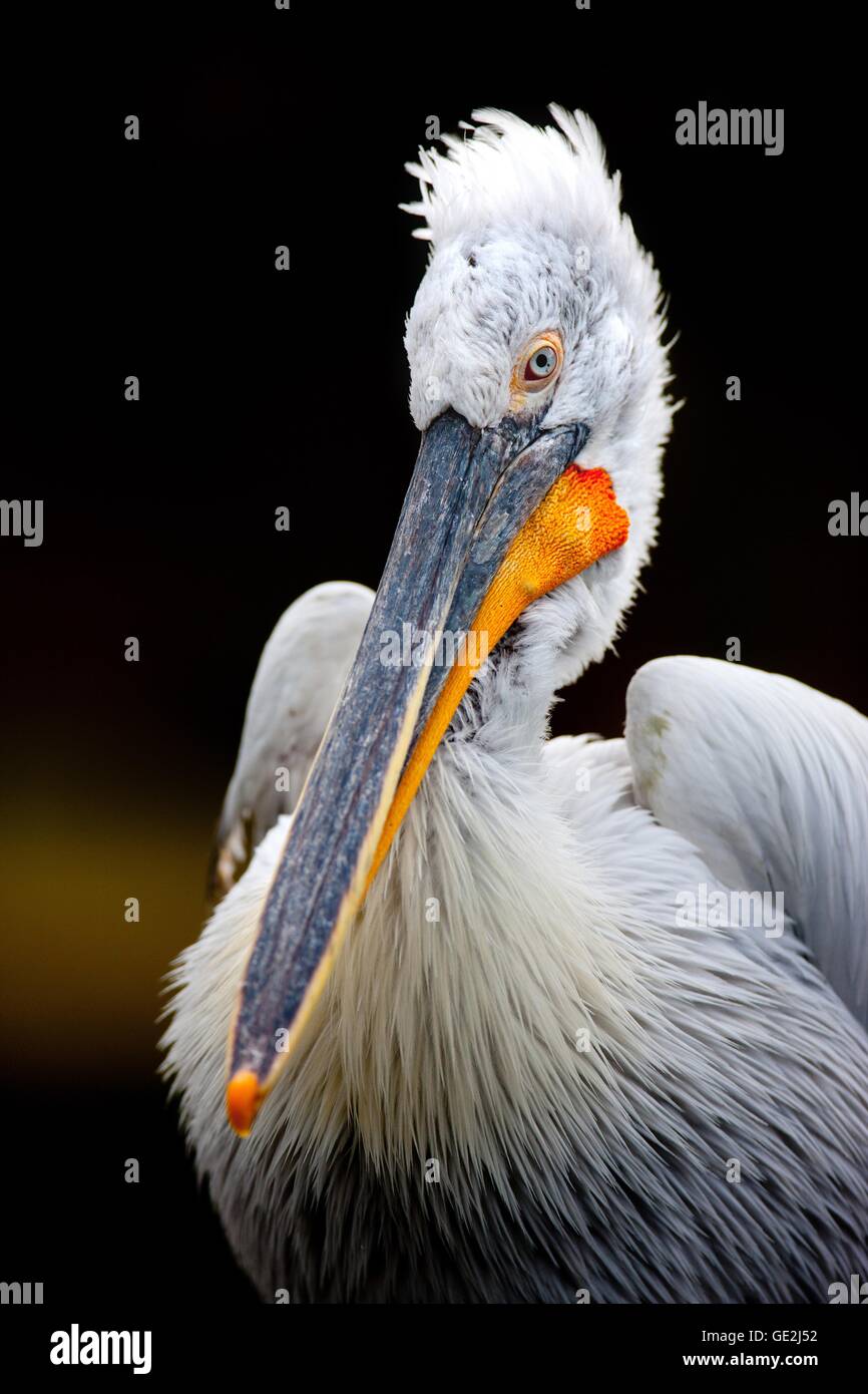 Pelican frontal hi-res stock photography and images - Alamy