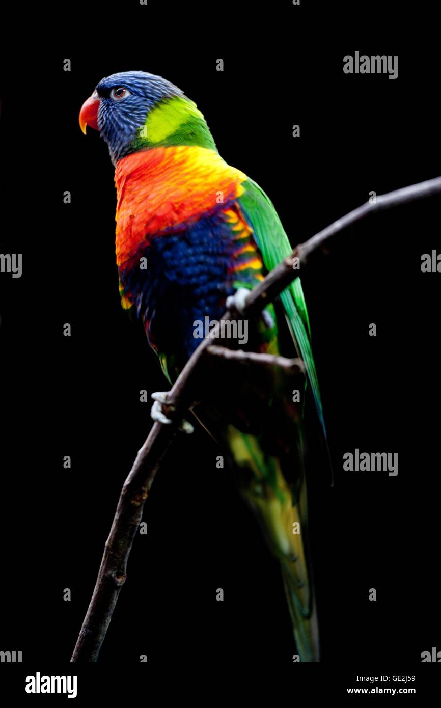 Lory hi-res stock photography and images - Alamy