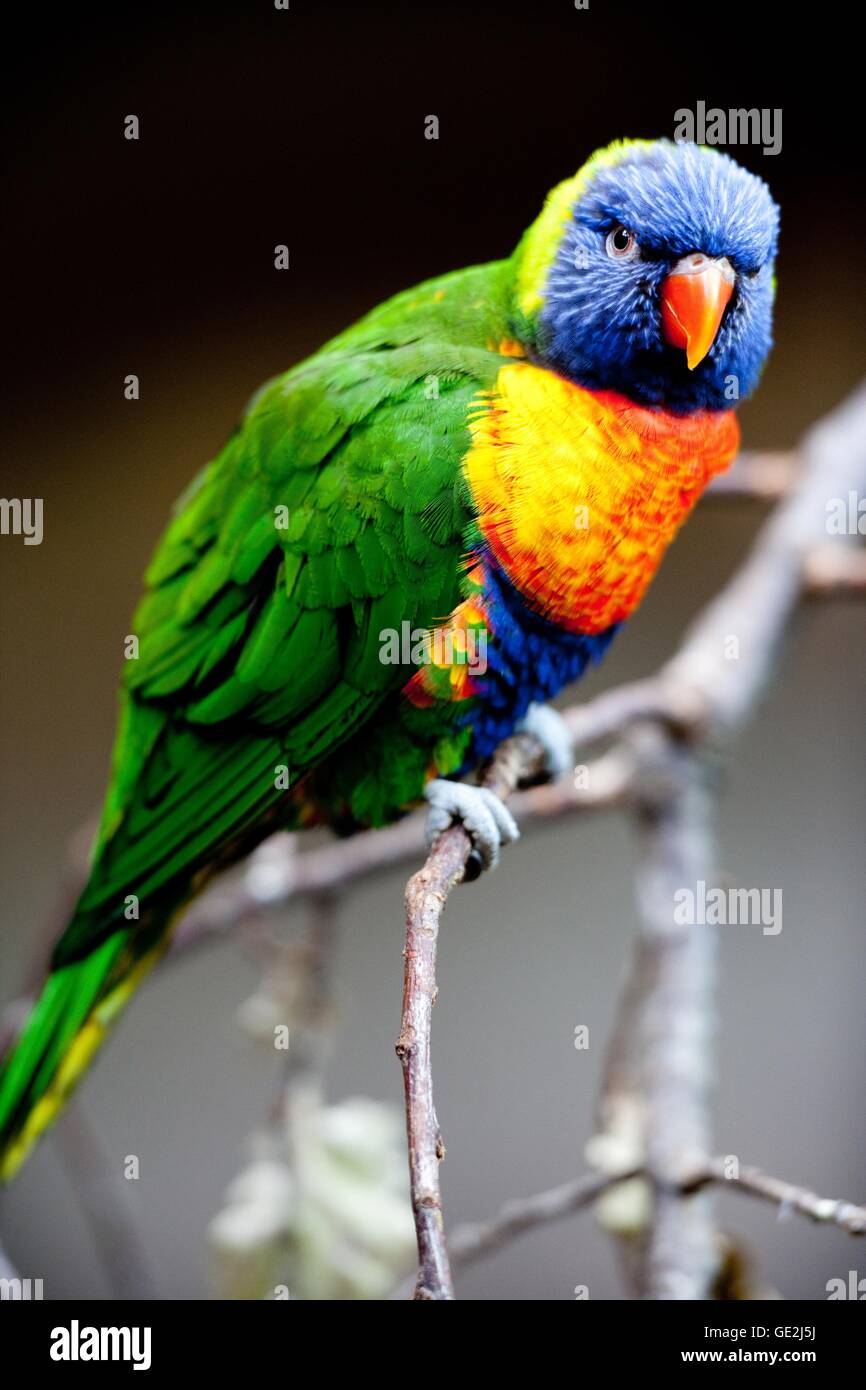 Lory parrots hi-res stock photography and images - Alamy