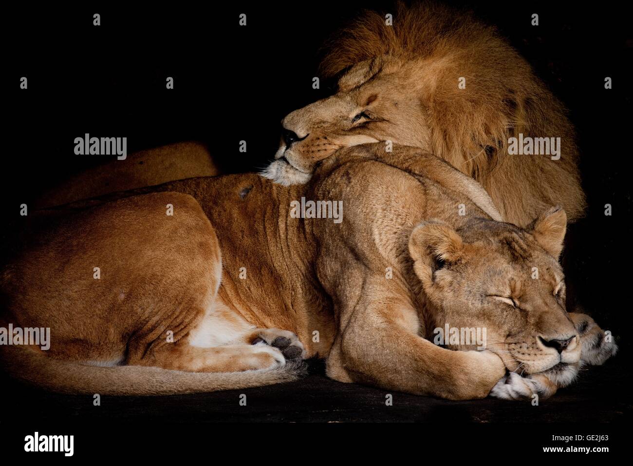 Two lying lions hi-res stock photography and images - Alamy
