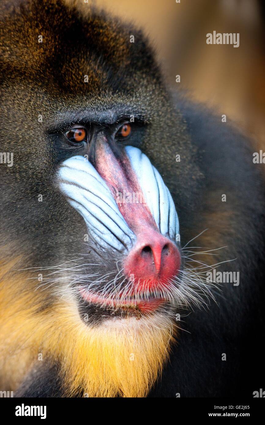 Mandrill hi-res stock photography and images - Alamy
