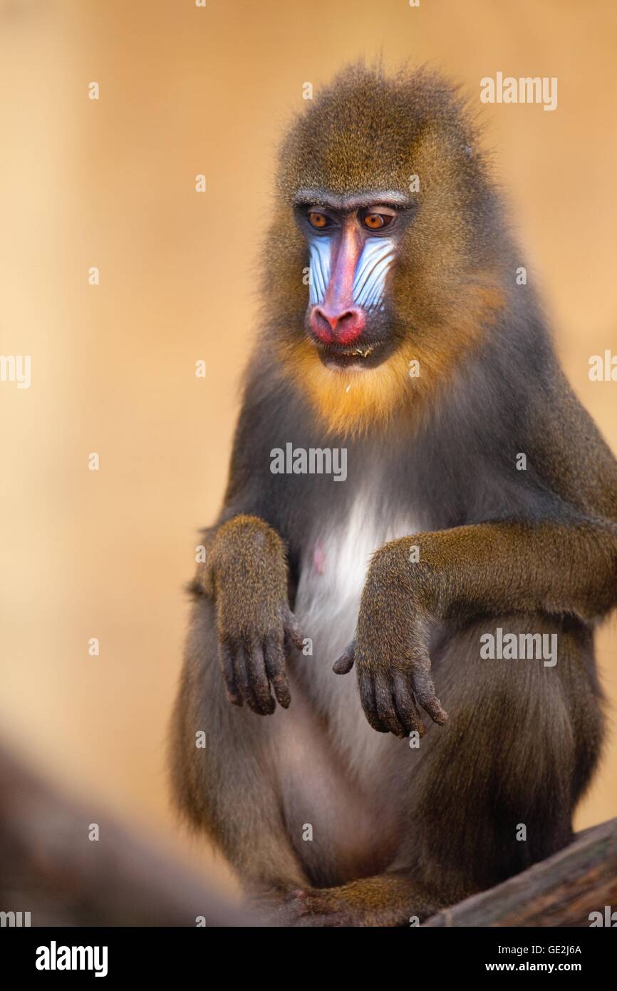 Ape outdoor hi-res stock photography and images - Alamy