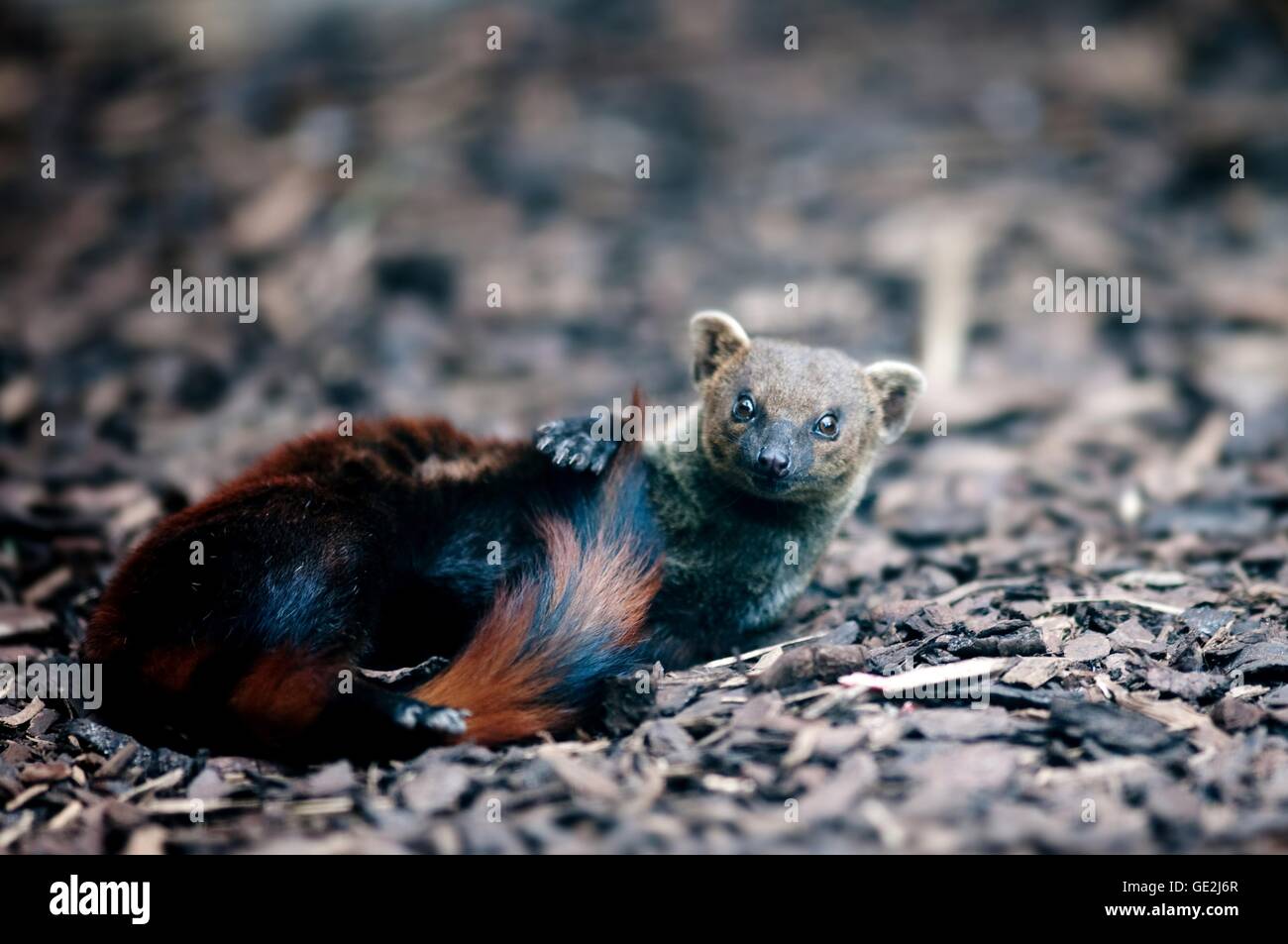common grey mongoose Stock Photo - Alamy