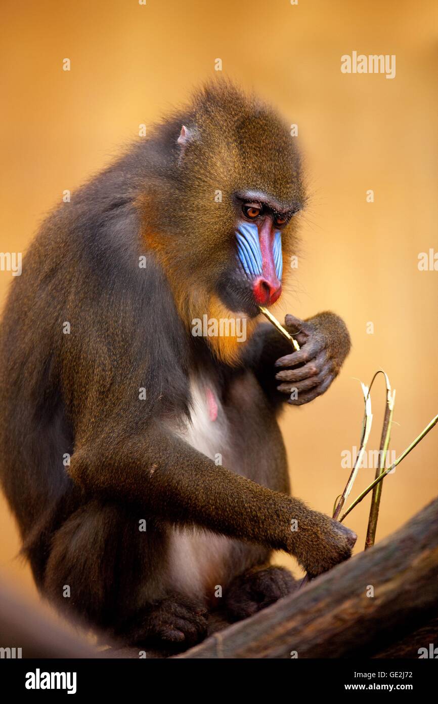 Side view of mandrill hi-res stock photography and images - Alamy