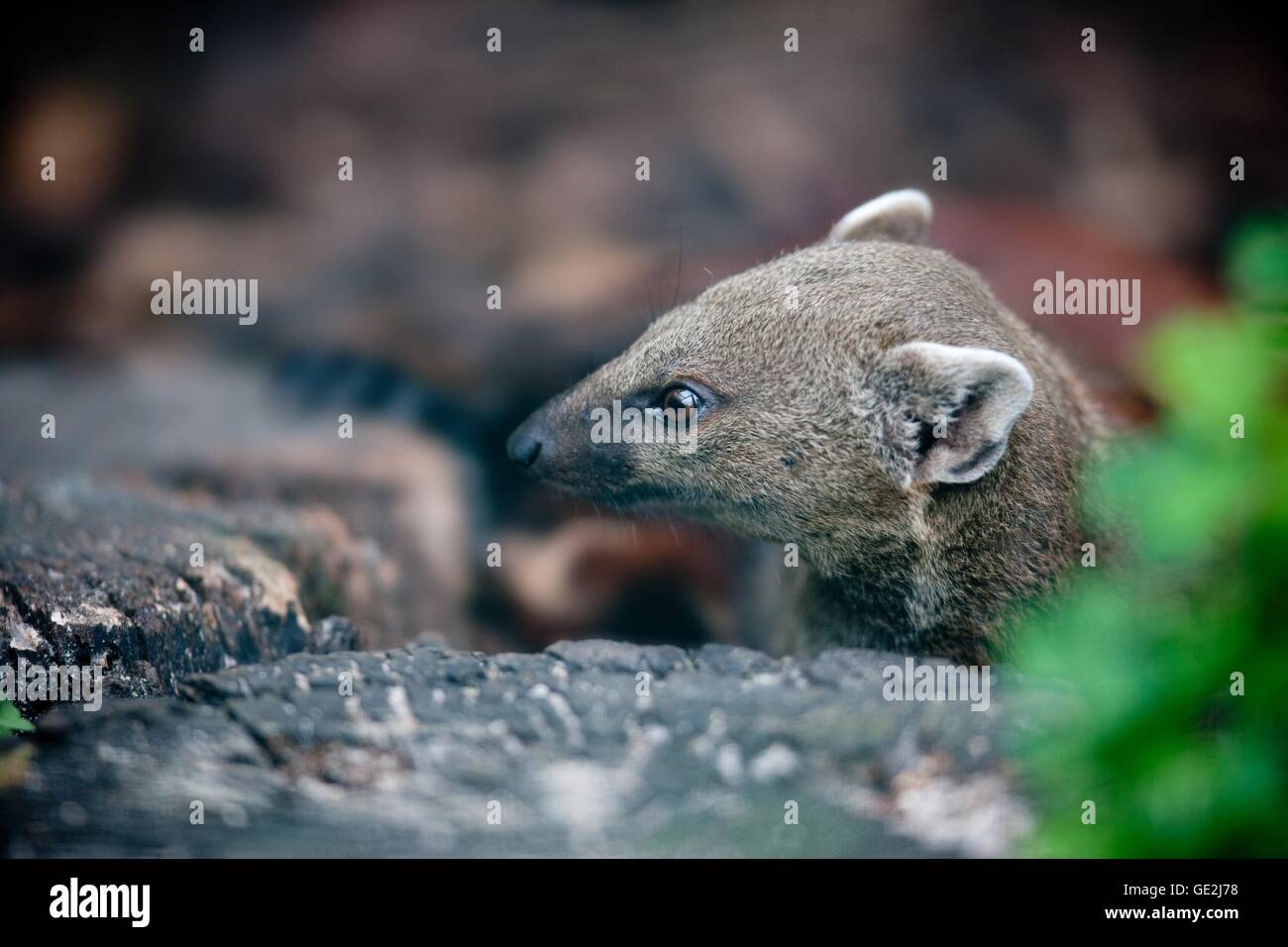 common grey mongoose Stock Photo - Alamy