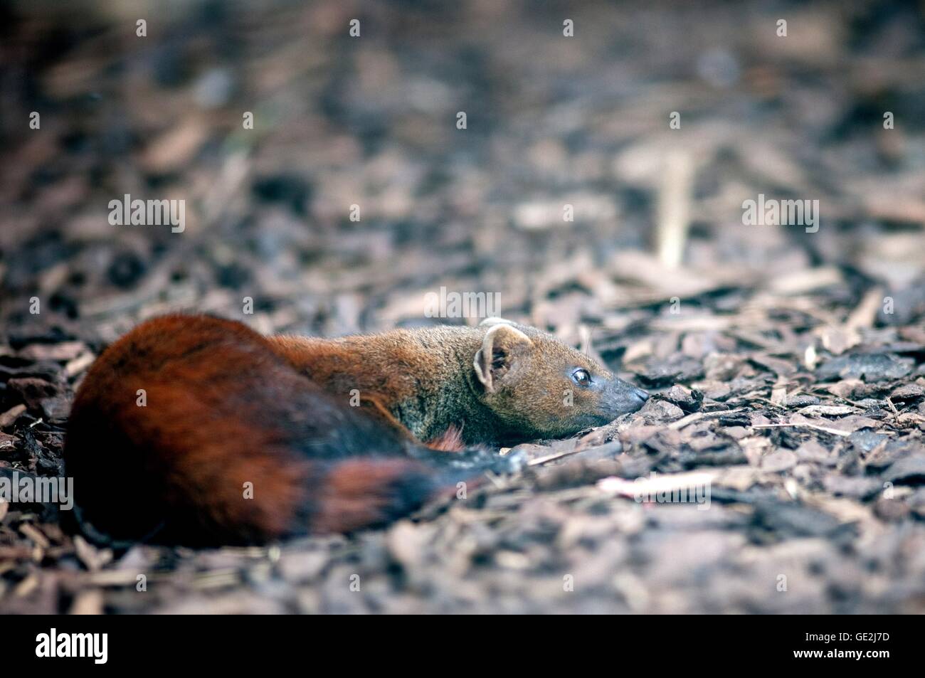 Indian grey mongoose hi-res stock photography and images - Alamy