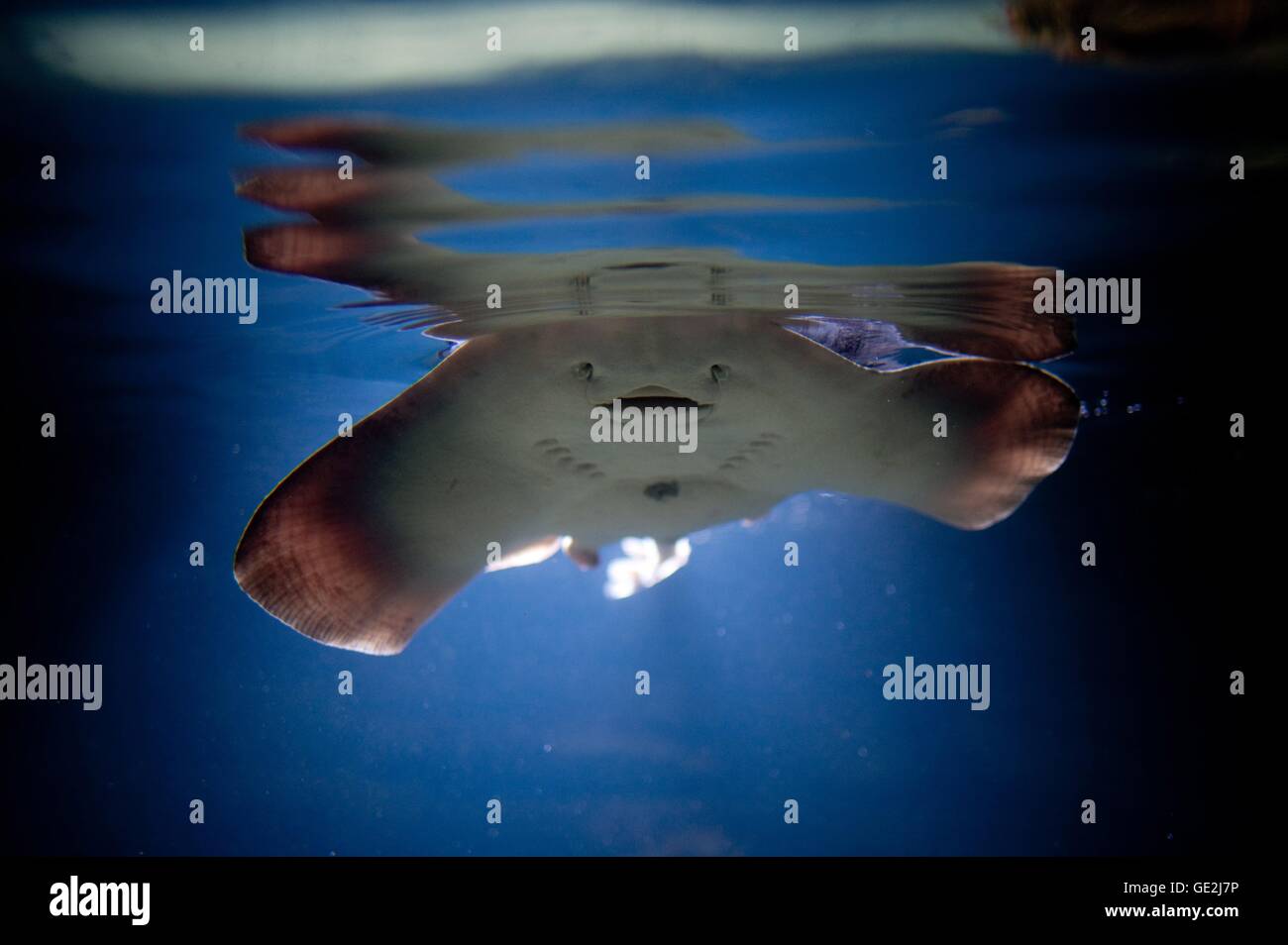 Thornback Ray High Resolution Stock Photography and Images - Alamy