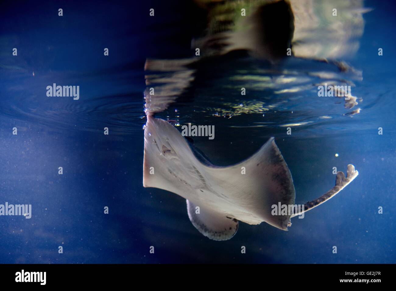 Thornback Ray High Resolution Stock Photography and Images - Alamy