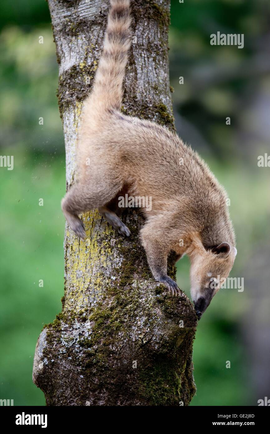 Coati profile hi-res stock photography and images - Alamy