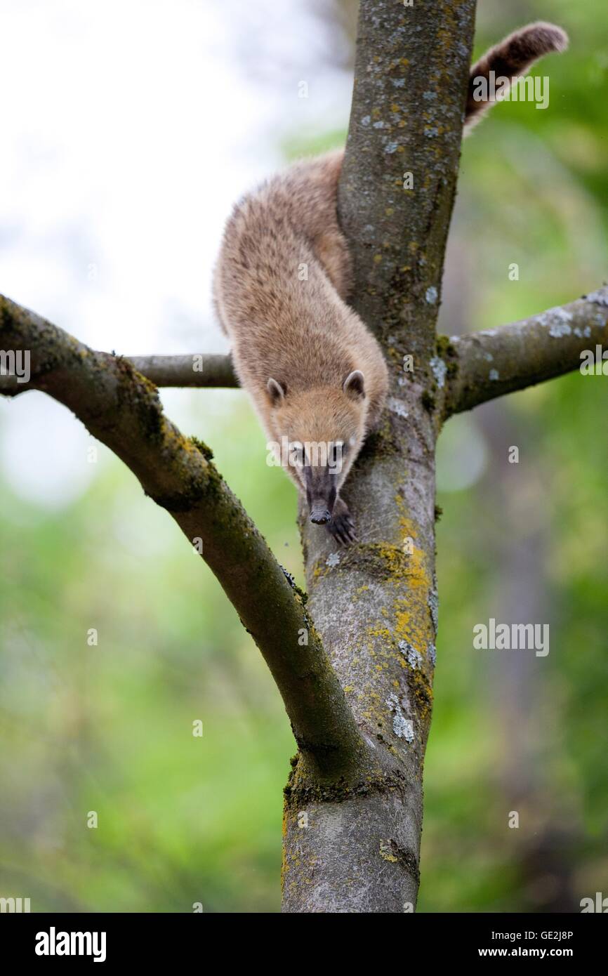 Coati climbing a tree hi-res stock photography and images - Alamy