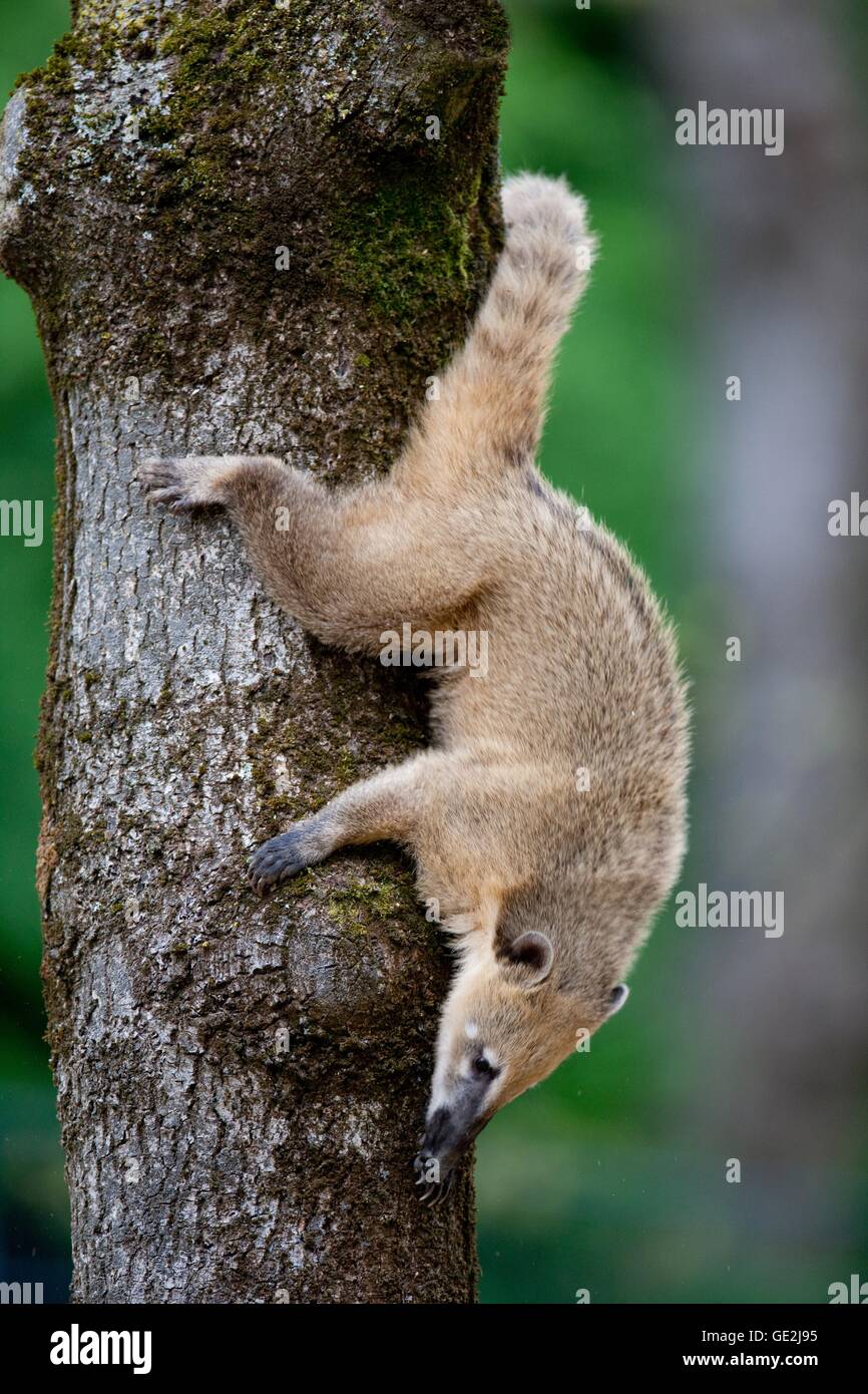 Coati profile hi-res stock photography and images - Alamy