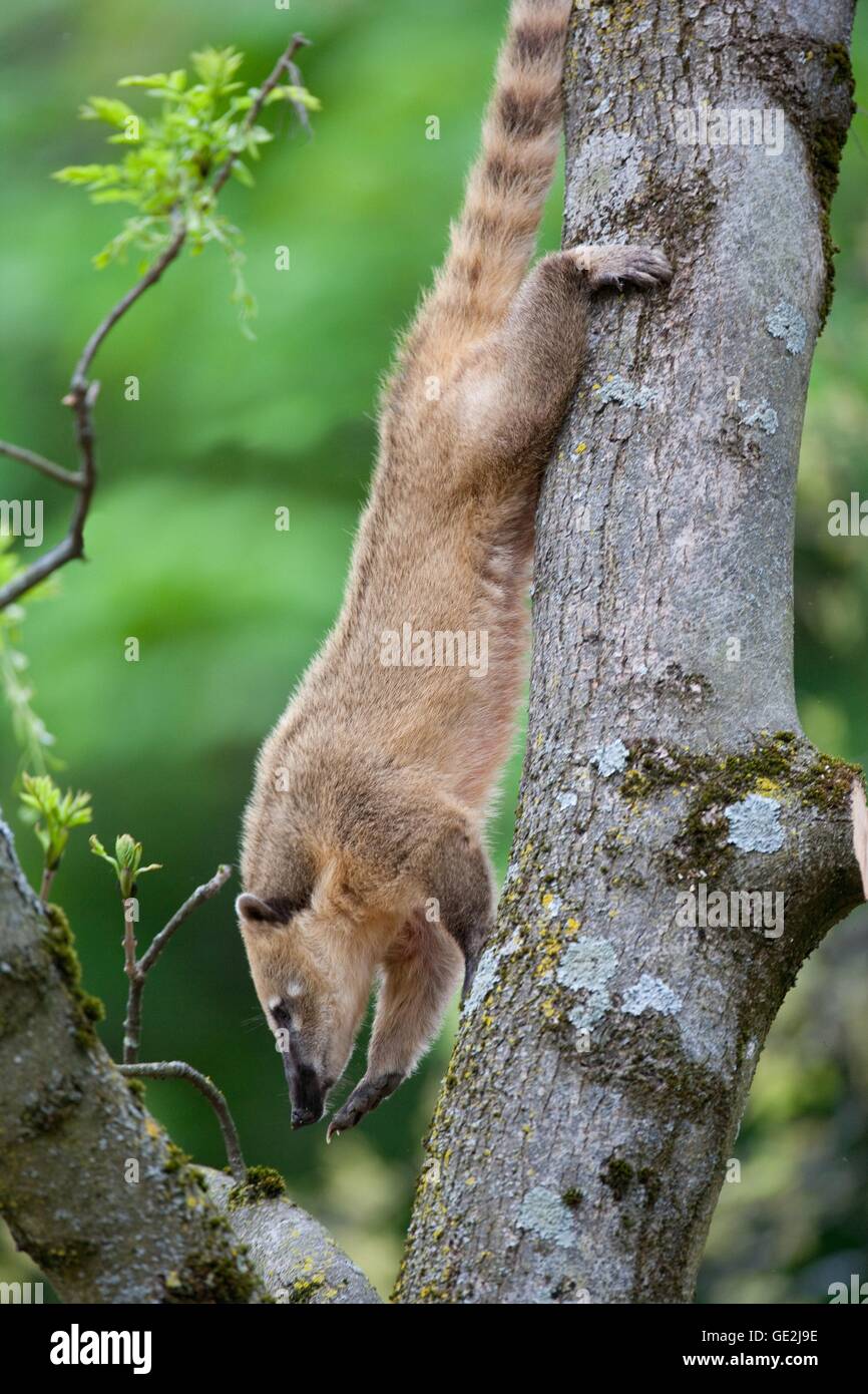Coati profile hi-res stock photography and images - Alamy