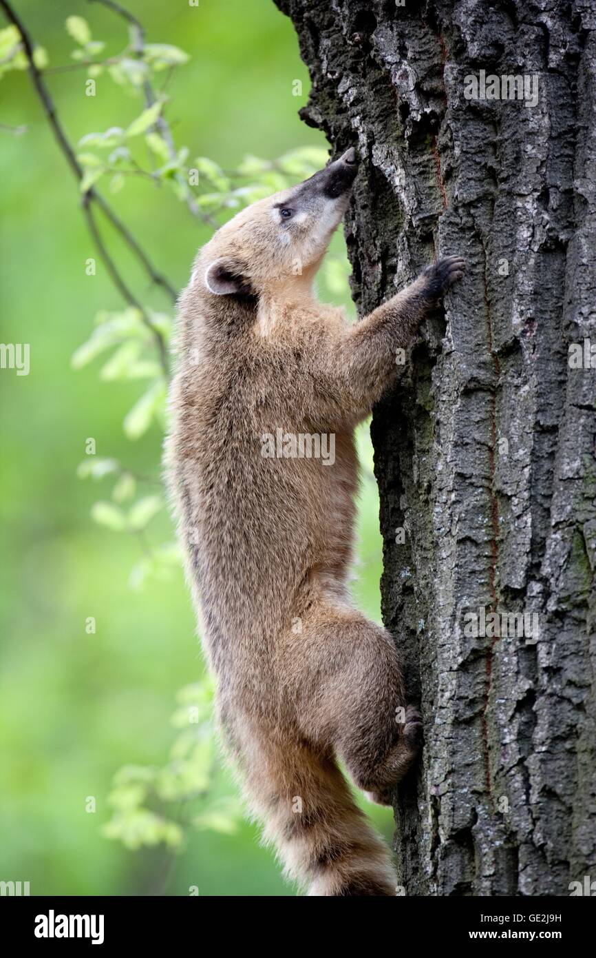 Coati profile hi-res stock photography and images - Alamy