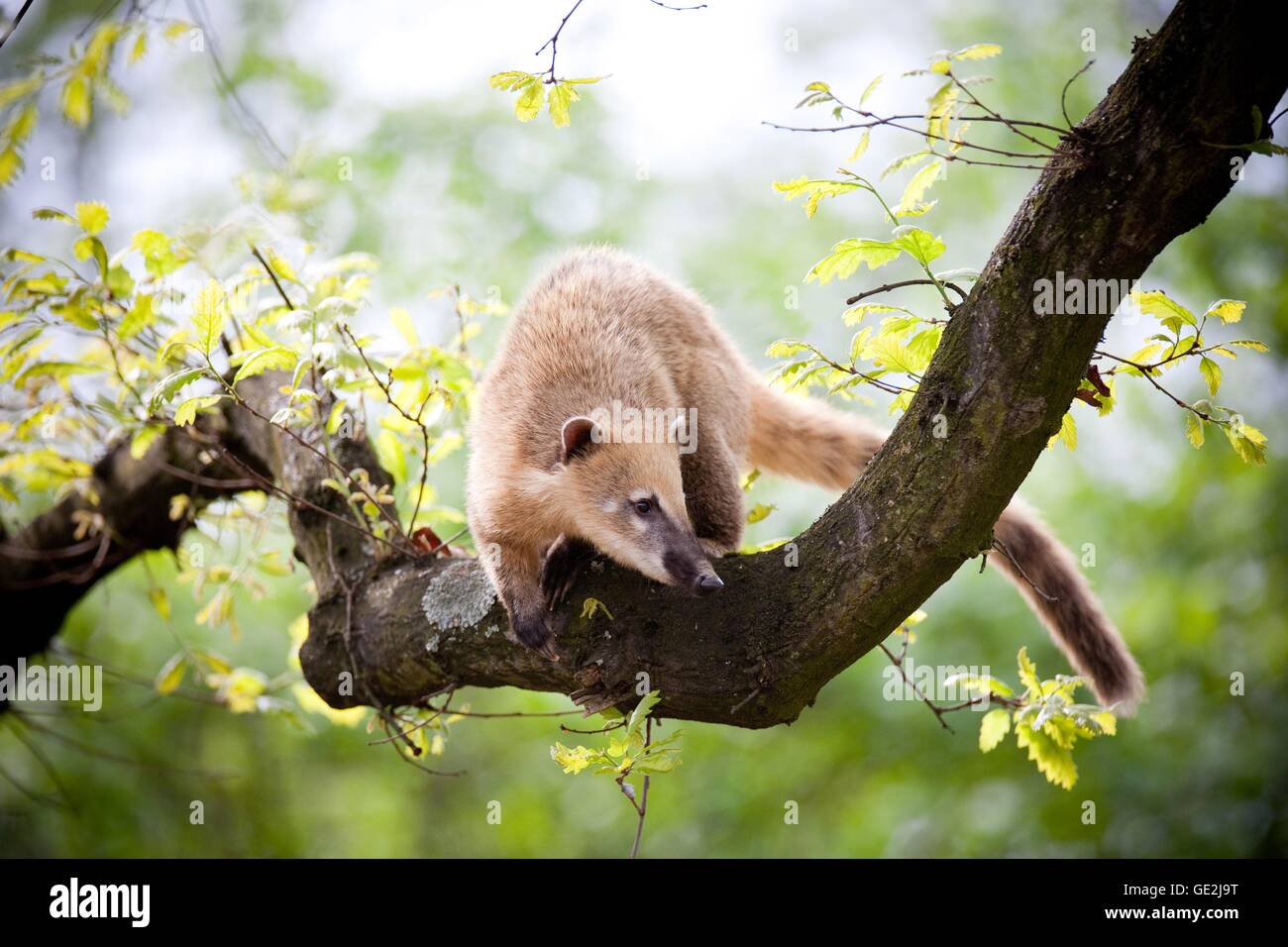 Coatis hi-res stock photography and images - Alamy