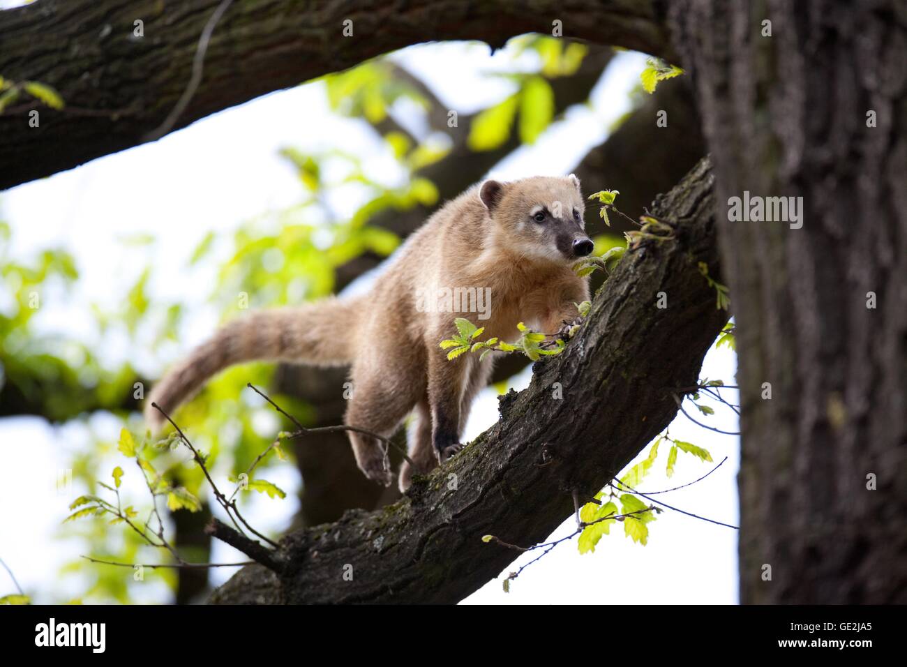 Coatis walking hi-res stock photography and images - Alamy