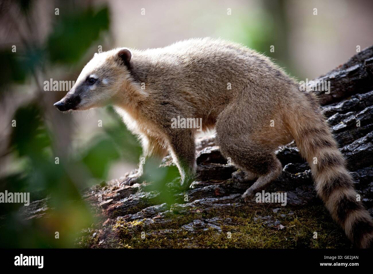 Coati profile hi-res stock photography and images - Alamy