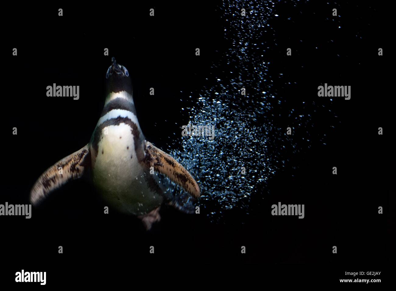 Penguin underwater hi-res stock photography and images - Alamy