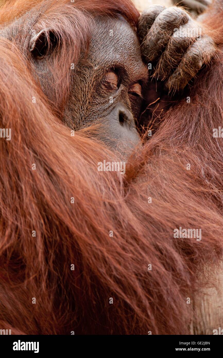 Adult utan hi-res stock photography and images - Alamy