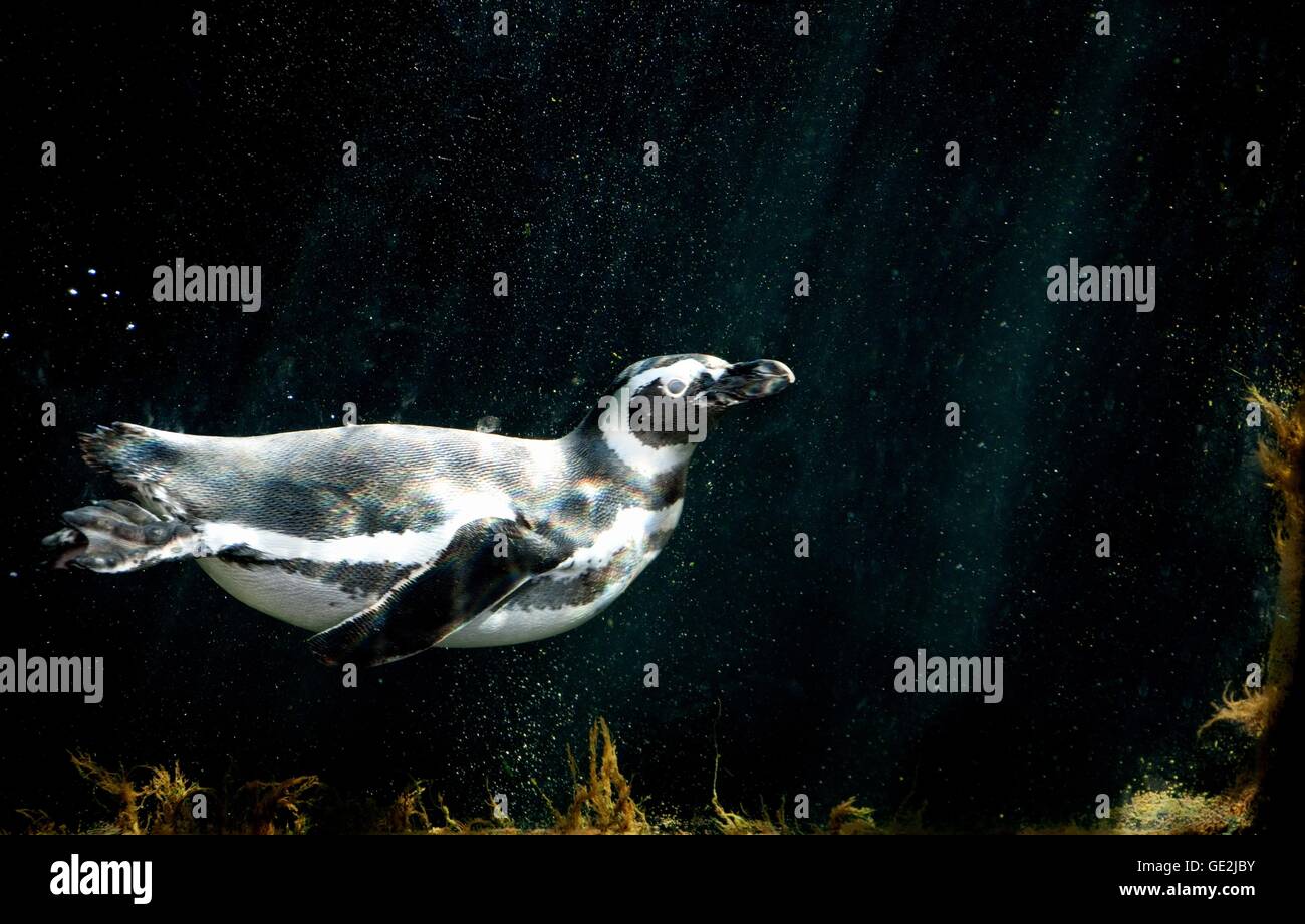 Penguin side profile hi-res stock photography and images - Alamy