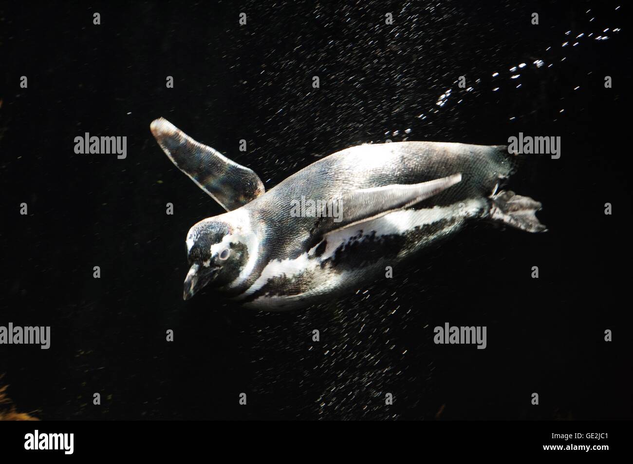 Penguin movement hi-res stock photography and images - Alamy