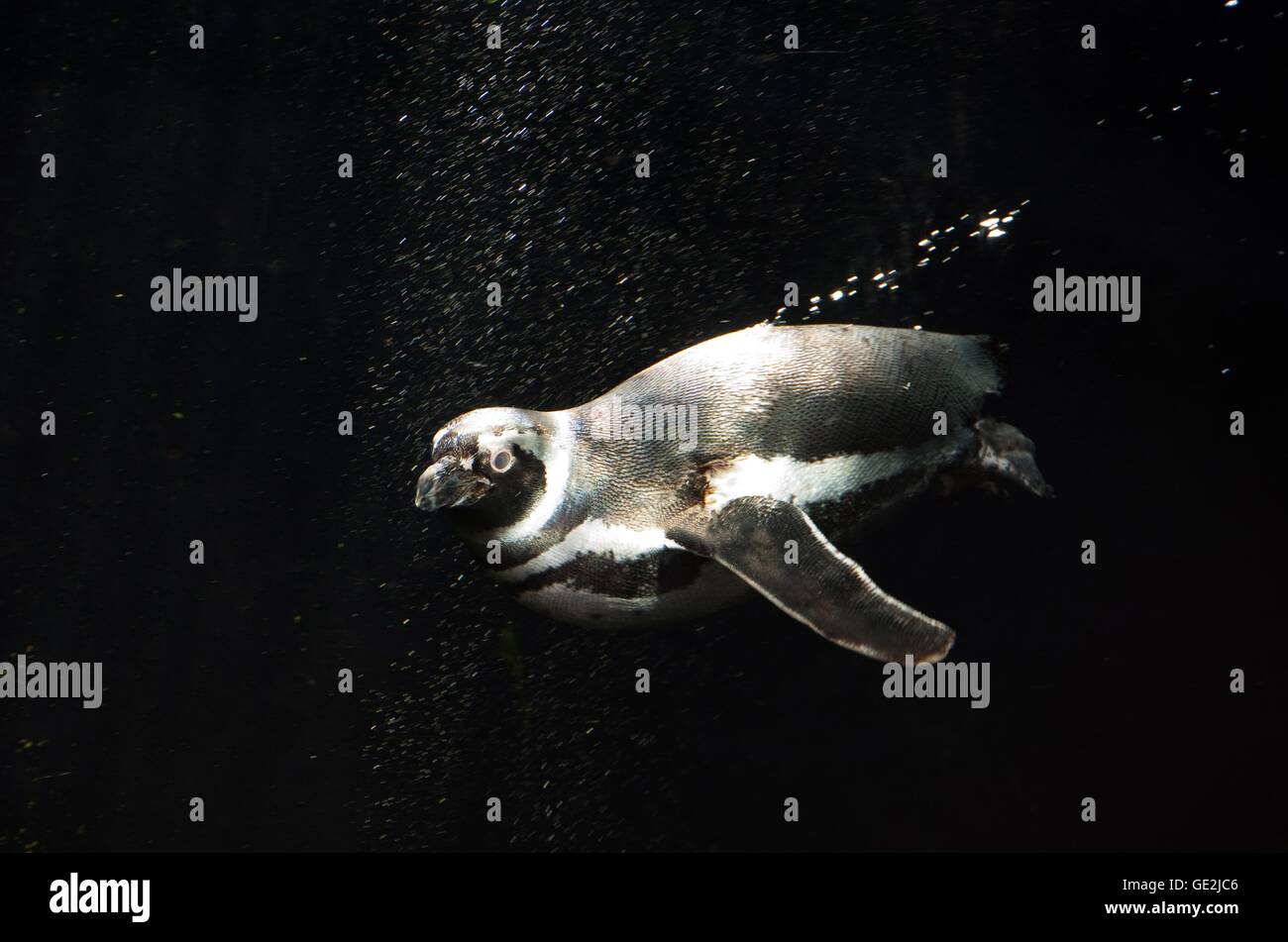 Plunge of a penguin hi-res stock photography and images - Alamy