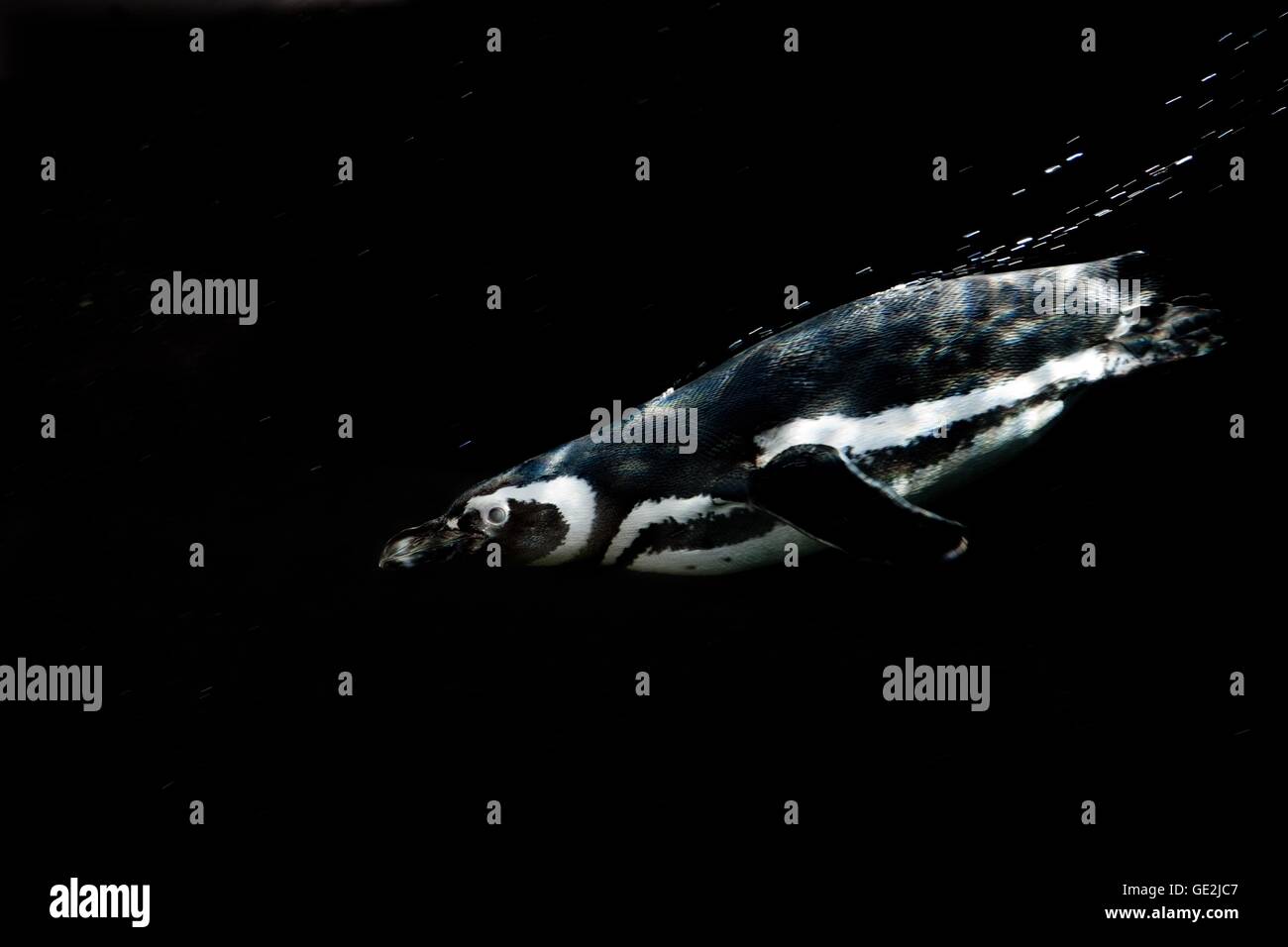 Penguin side profile hi-res stock photography and images - Alamy