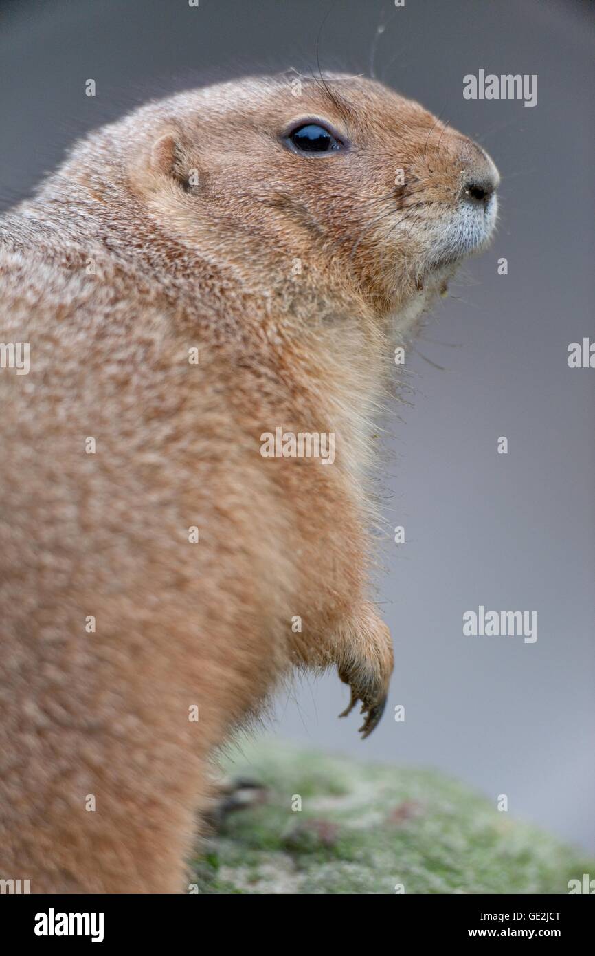 Adult prairie dog hi-res stock photography and images - Alamy