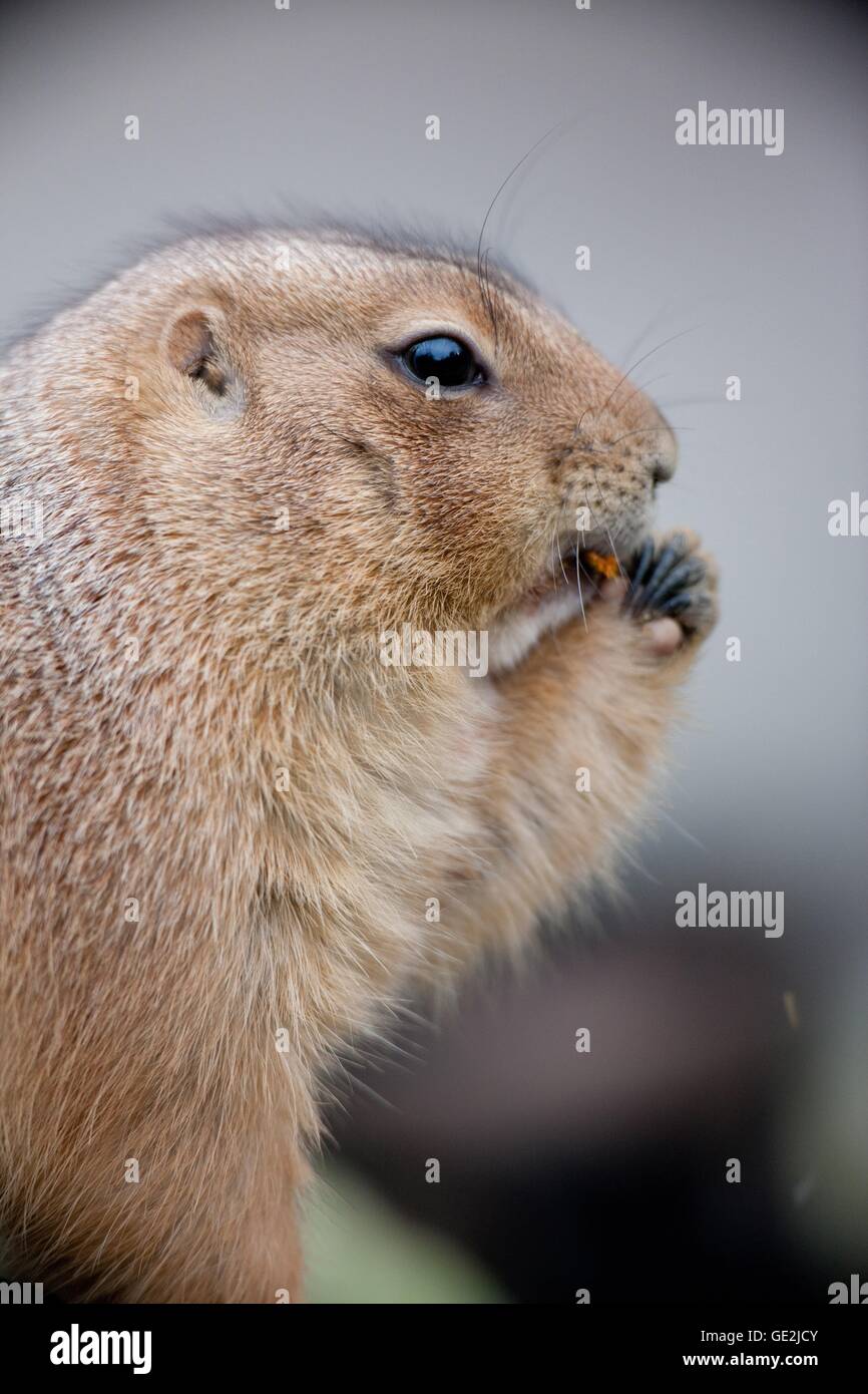 Adult prairie dog hi-res stock photography and images - Alamy