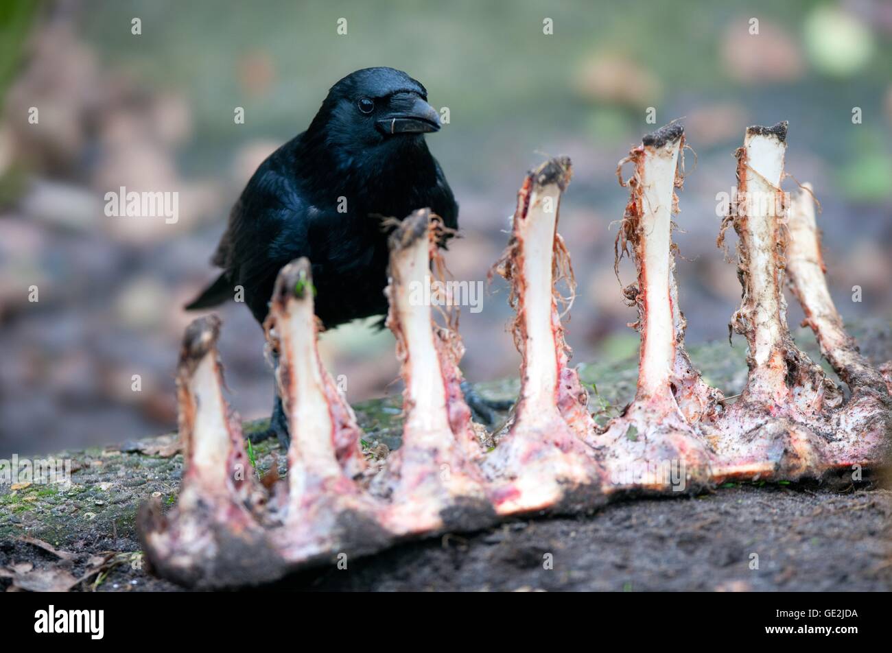 Adult crow hi-res stock photography and images - Alamy