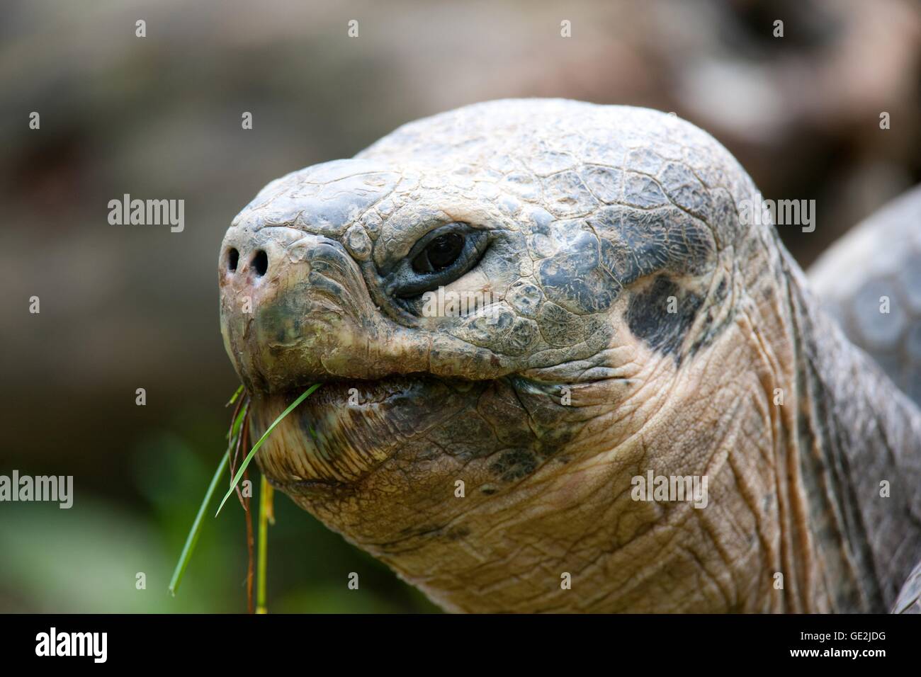 Galapagos giant tortoise side view hi-res stock photography and images ...