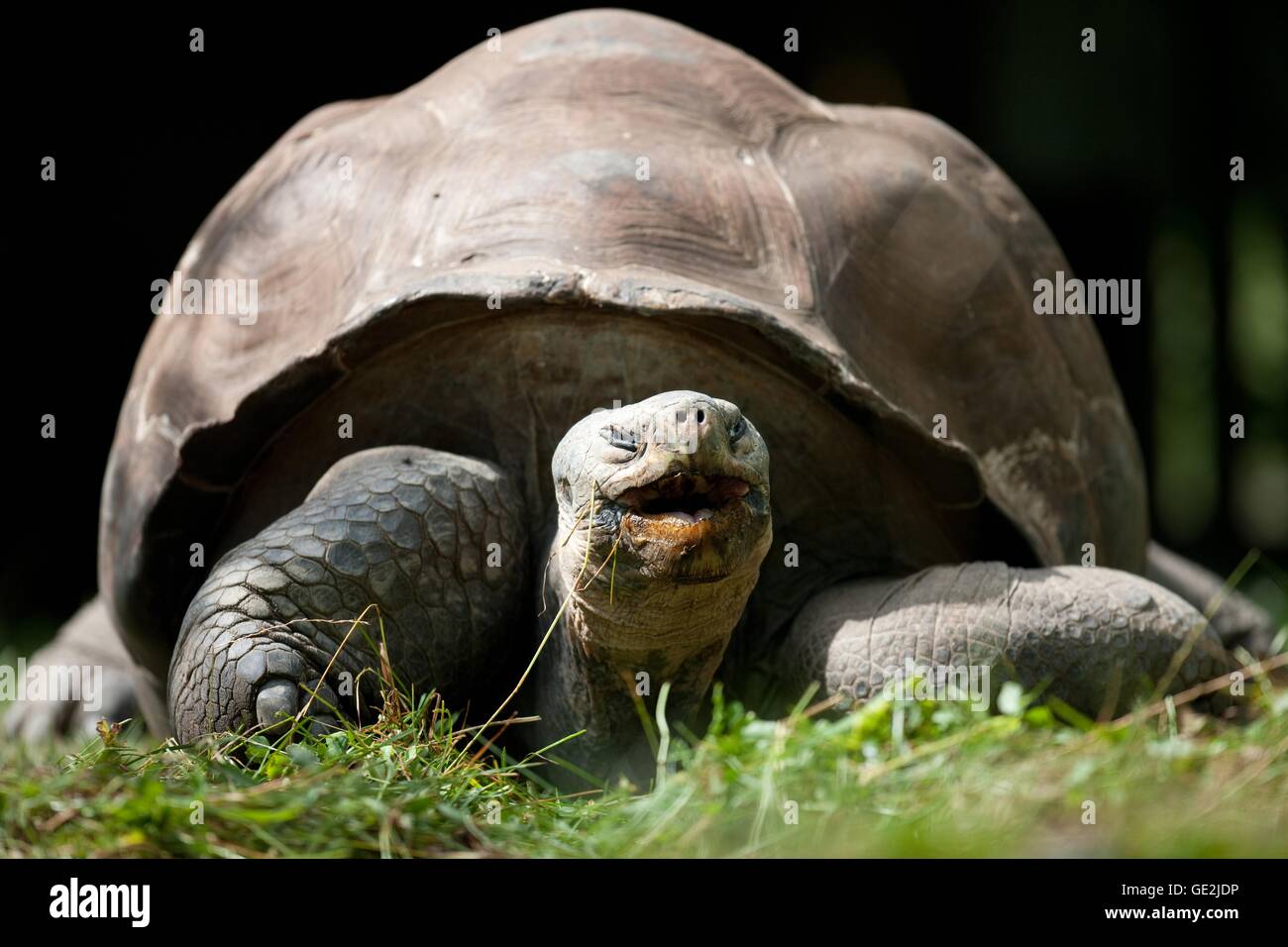Tortoise mouth open hi-res stock photography and images - Alamy