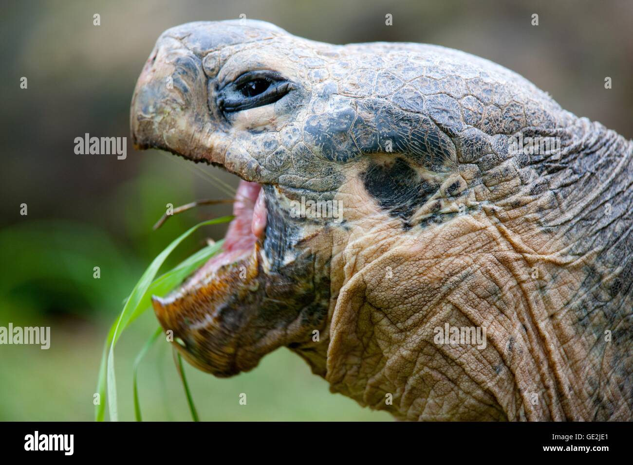 Tortoise side view hi-res stock photography and images - Alamy