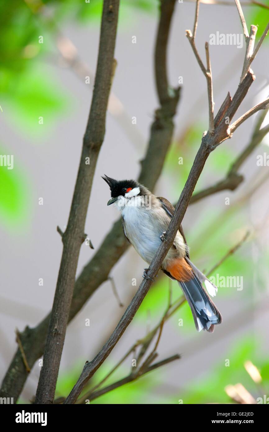Bulbul hi-res stock photography and images - Alamy