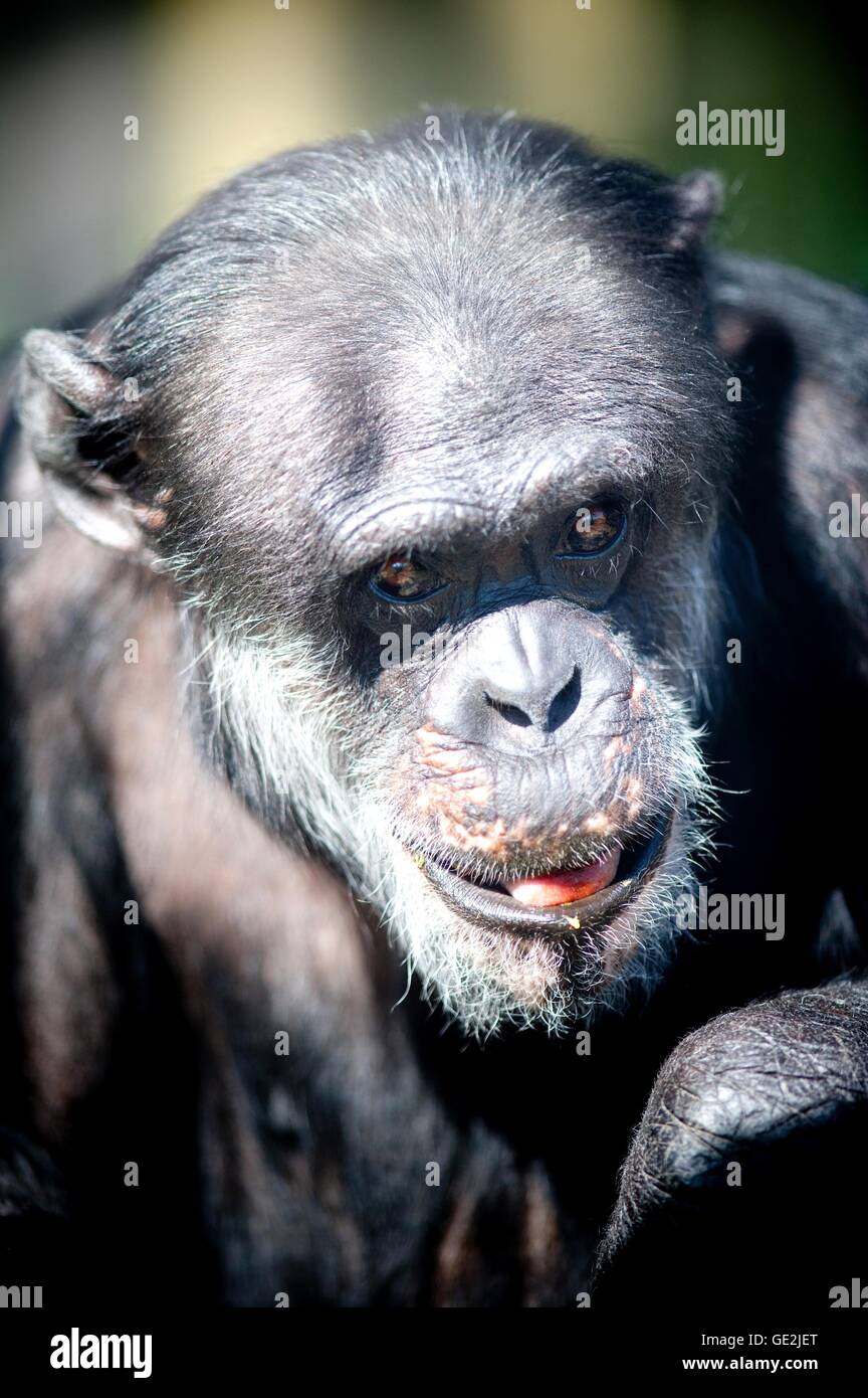 Chimpanzee portraits hi-res stock photography and images - Alamy