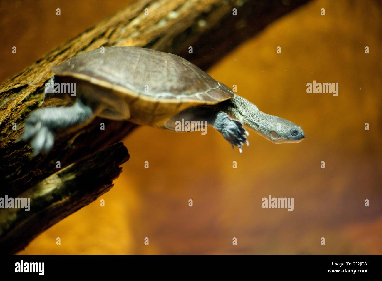 Pleurodira hi-res stock photography and images - Alamy
