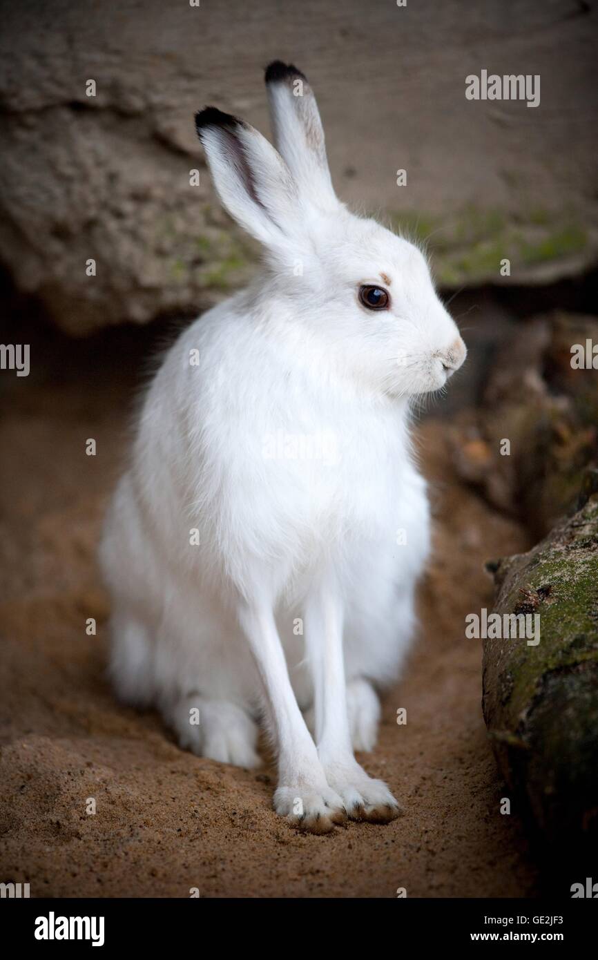 Tundra hare hi-res stock photography and images - Alamy