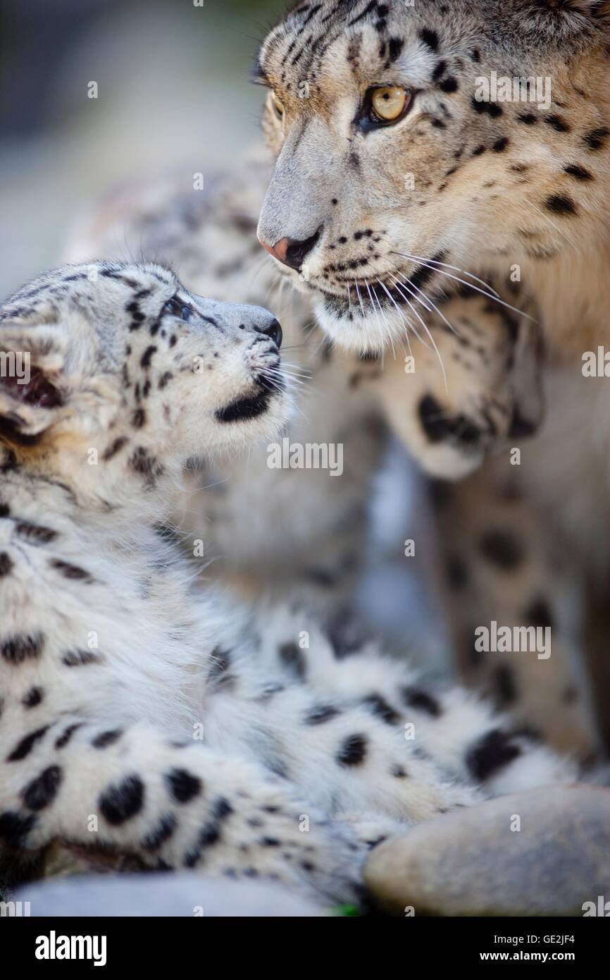 Leopard And Baby Wallpaper