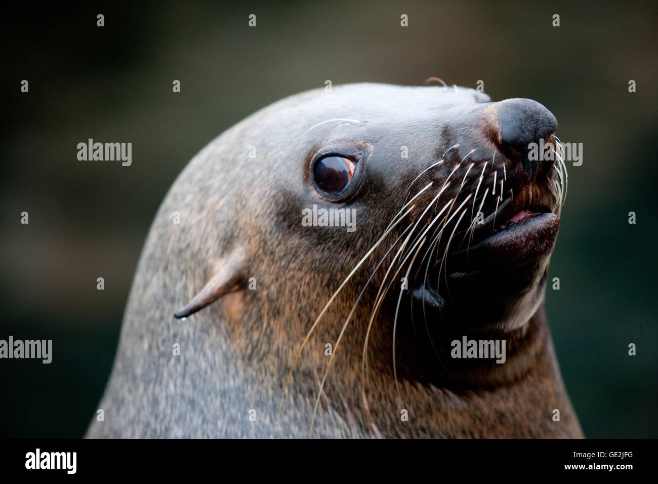 Bear portraits hi-res stock photography and images - Alamy