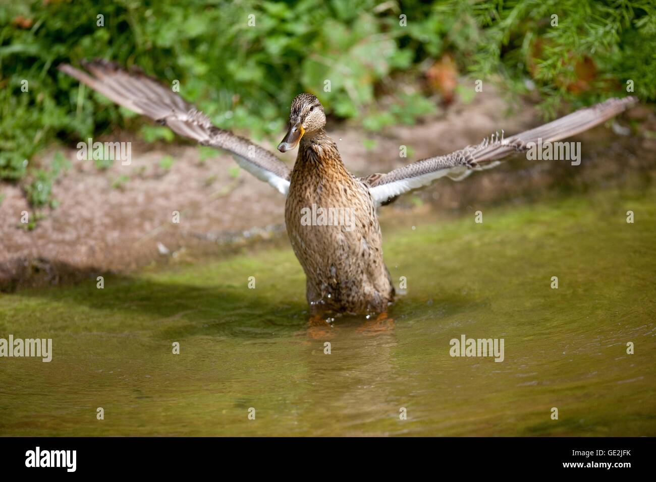 Mallard duck flap hi-res stock photography and images - Alamy