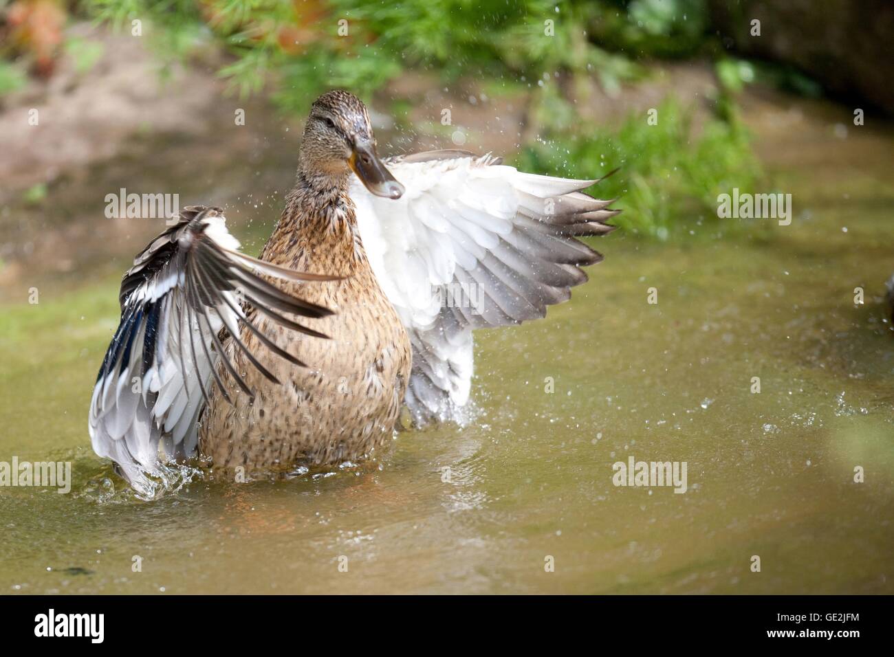 Mallard duck wing flap hi-res stock photography and images - Alamy