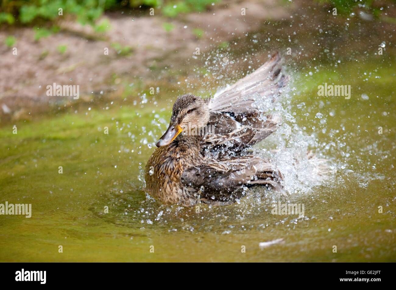 Mallard duck flap hi-res stock photography and images - Alamy