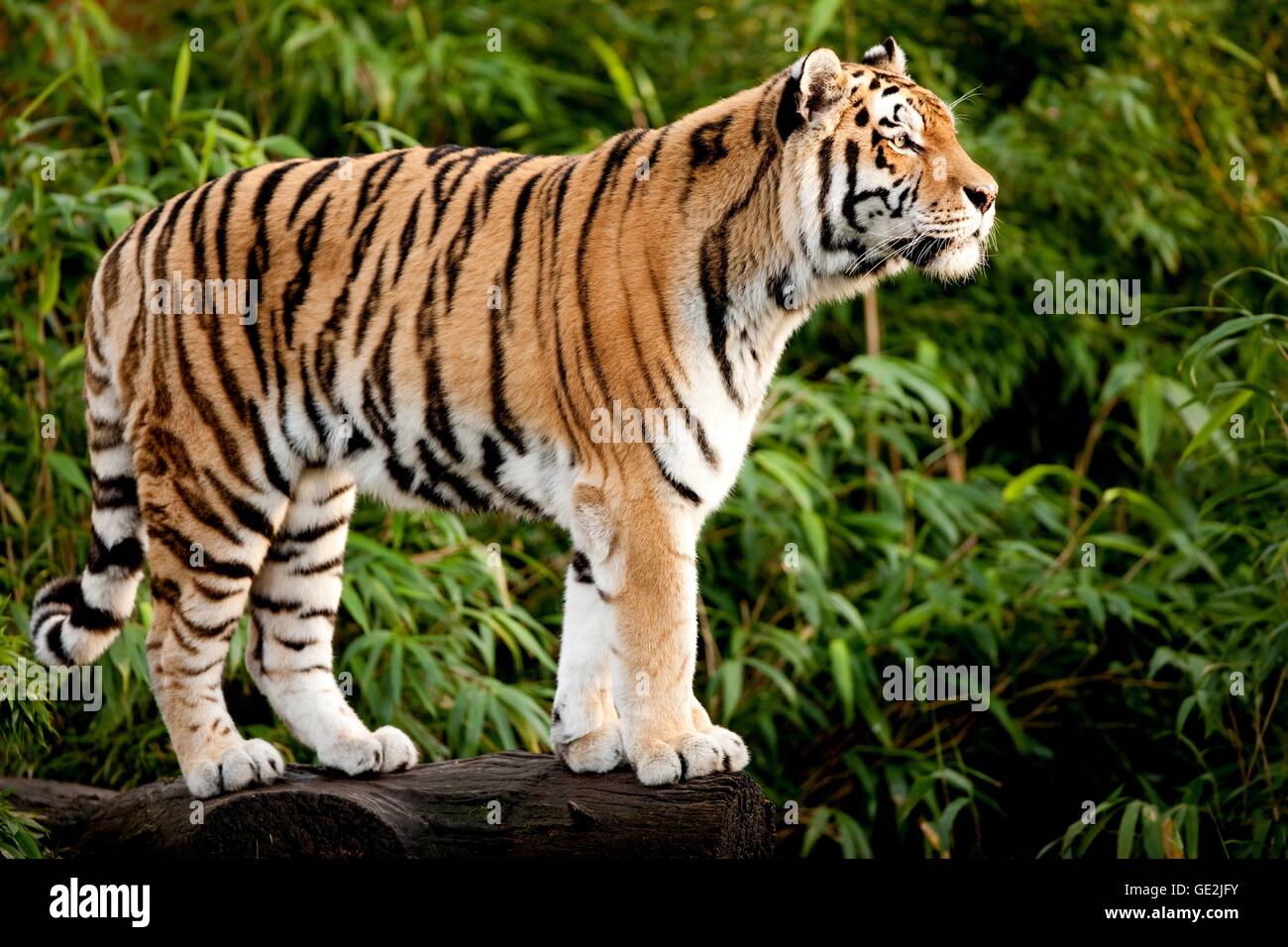 Tiger stands hi-res stock photography and images - Alamy